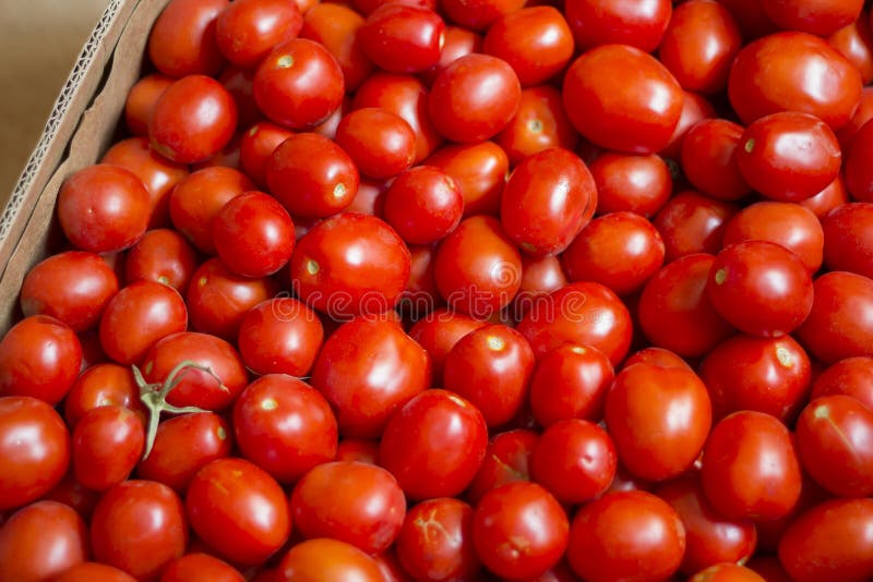 Tomatoes in a box stock photo. Image of cook, vegetable - 25989342