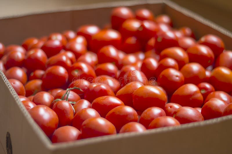 Tomatoes in a box stock image. Image of diet, tomatoes - 25989407