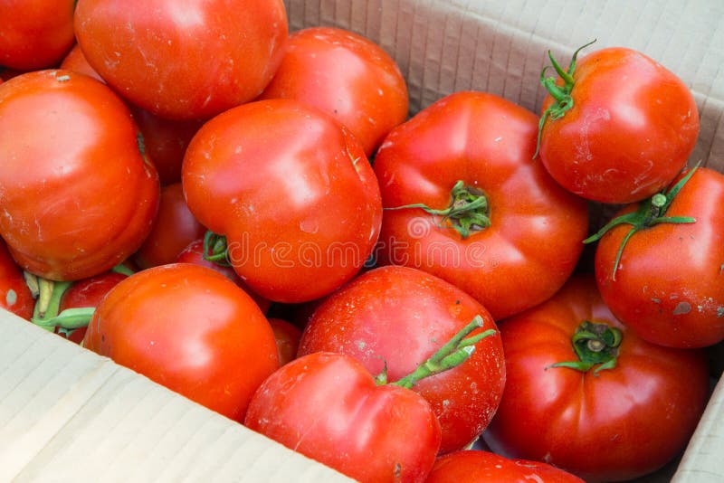 Tomatoes in the box stock image. Image of sell, tomatoes - 58588453