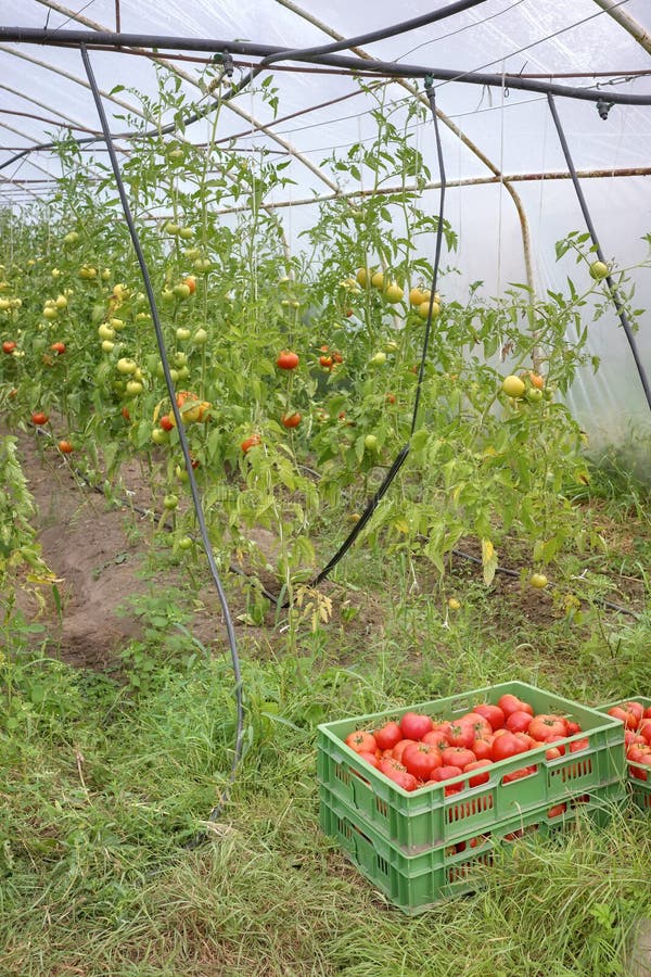 Tomatoes in Boxes in a Greenhouse, Organic Cultivation, Selective Focus ...