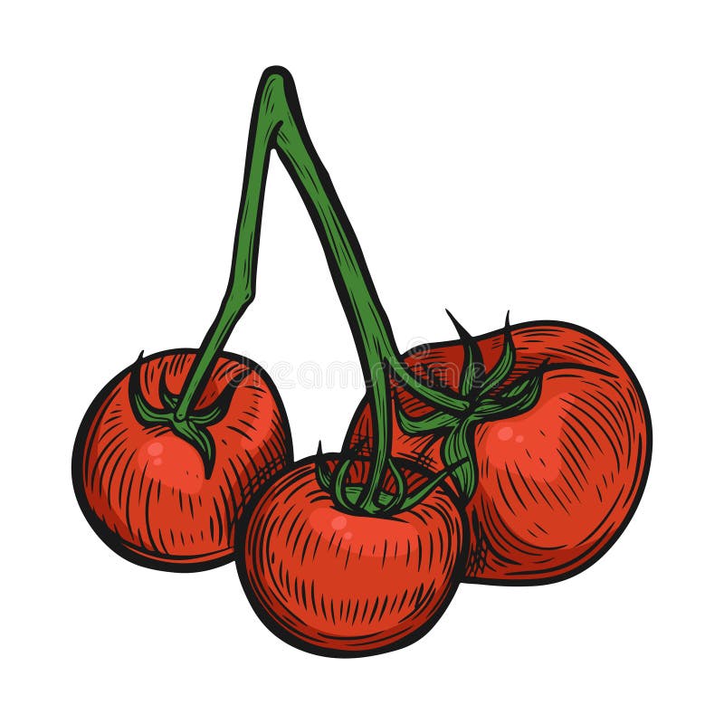 Tomatoes Bunch Line Drawing Vector Illustration Stock Vector ...