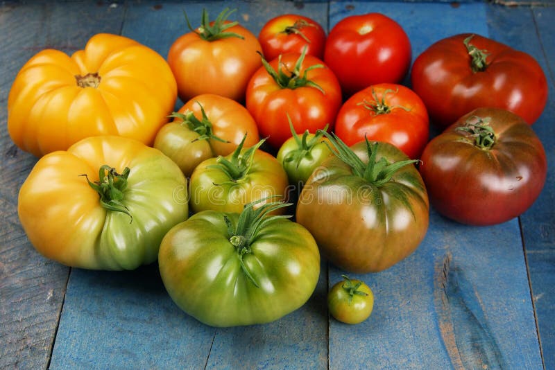 Tomatoes in color gradient stock photo. Image of happy - 127055412