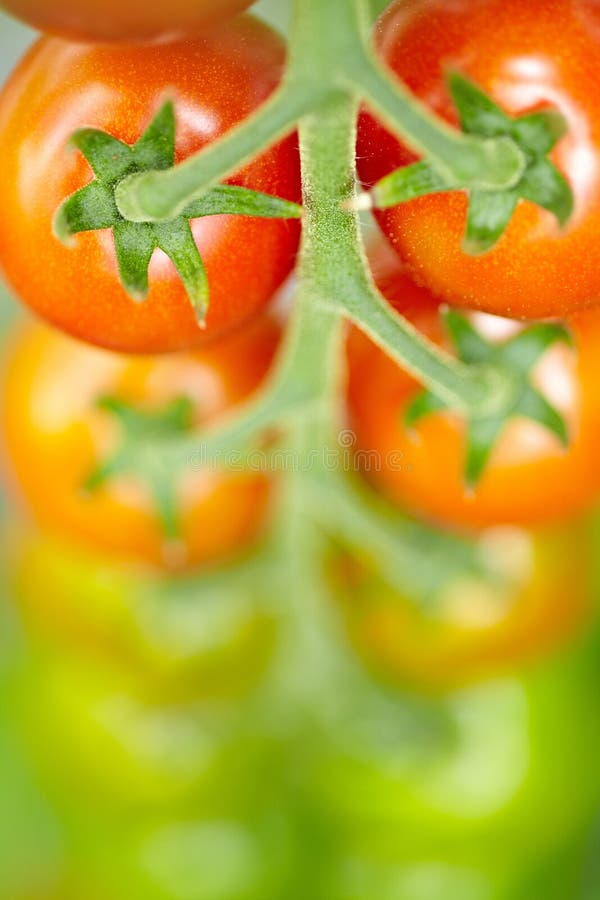 Tomatoes colors stock image. Image of tomato, tomatoes - 14980725
