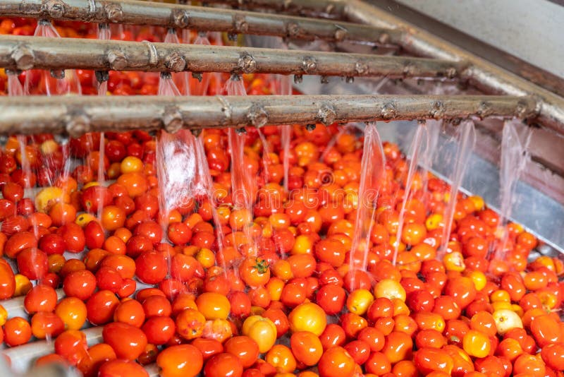 Tomatoes on the Conveyor Belt of an Automatic Washing Machine in the ...