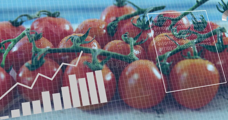Tomatoes With Data Processing Animation Showing Graphs And Binary Code