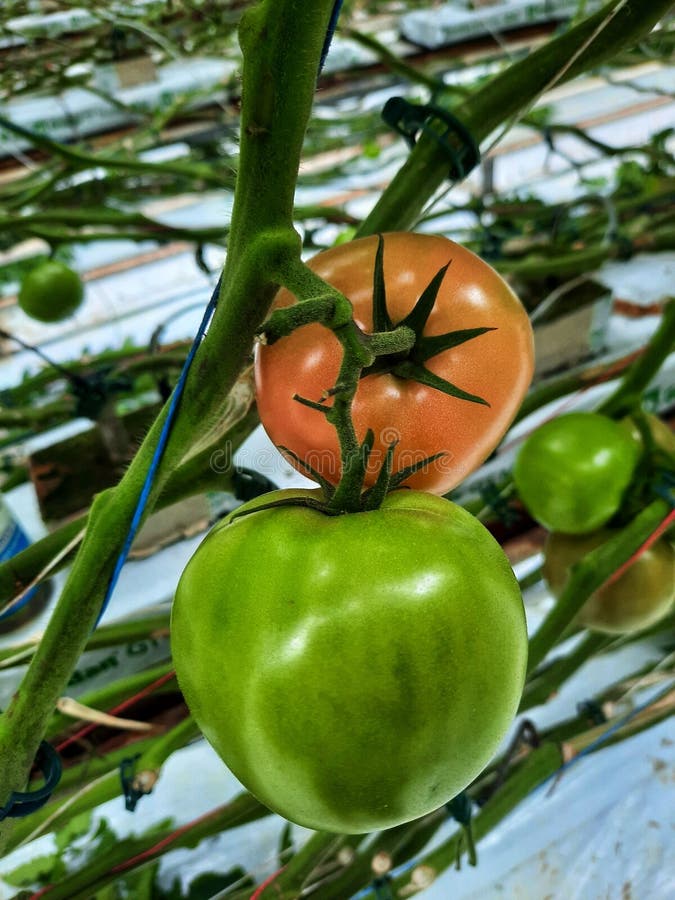 Tomatoes with Different Colors in the Farm Stock Image - Image of ...