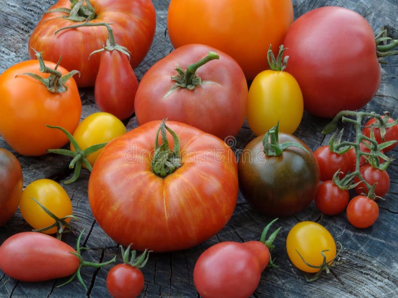 Tomatoes of Different Colors and Shapes Stock Photo - Image of round ...