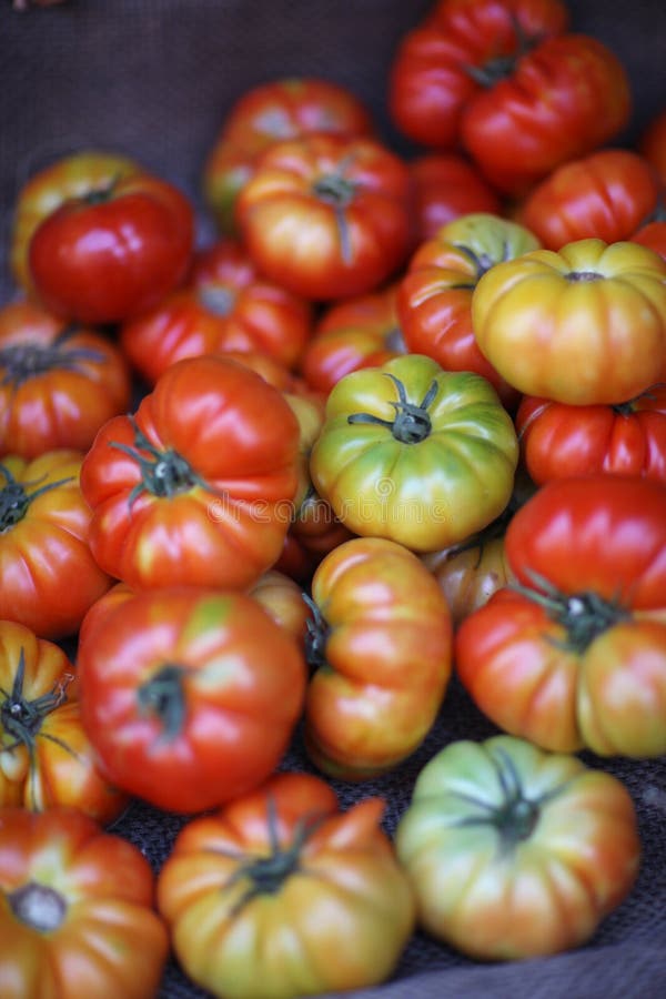 Tomatoes of Different Maturity Stock Photo - Image of farming, vitamins ...