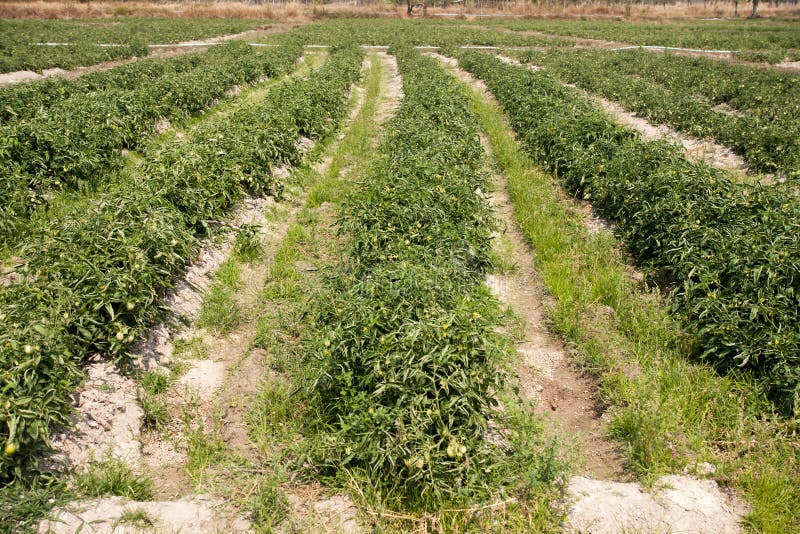 Tomatoes farm stock photo. Image of fresh, farm, freshness - 50120966