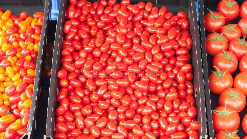 Bushels of Tomatoes stock photo. Image of farm, farmers - 15864334