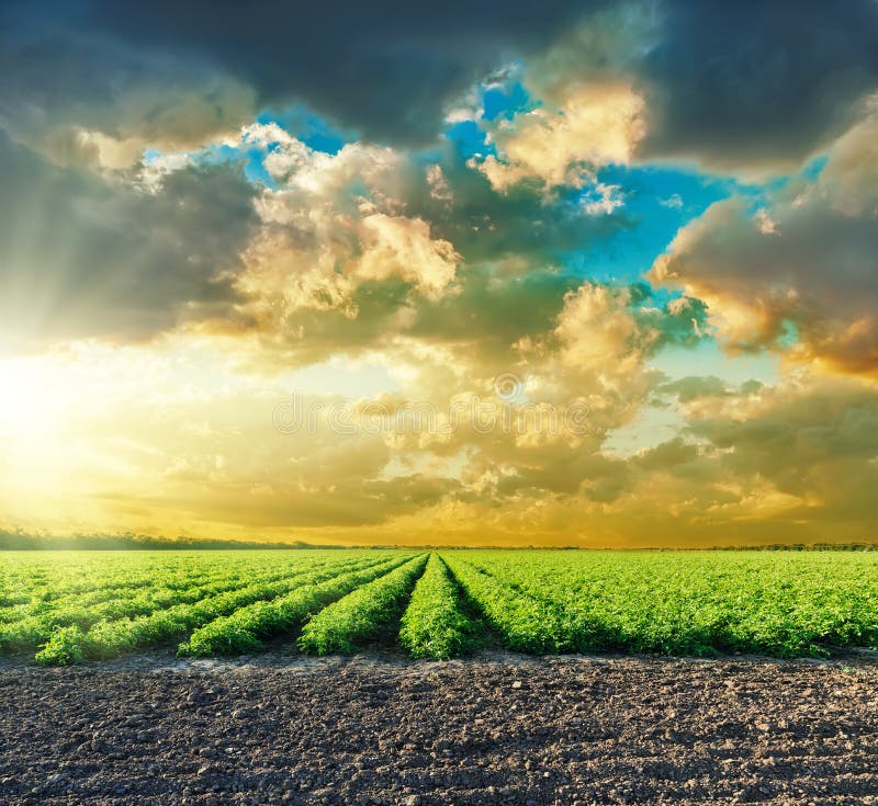 Sunset in Clouds Over Green Agriculture Field with Tomatoes Stock Photo ...