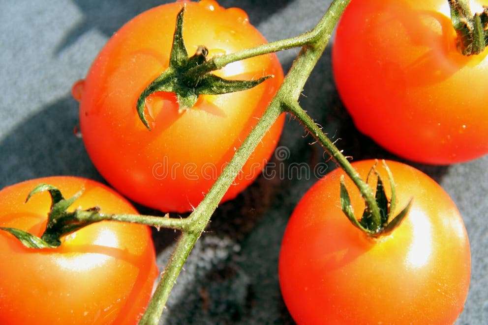 Tomatoes four stock image. Image of tasty, plant, vegetables - 1015401