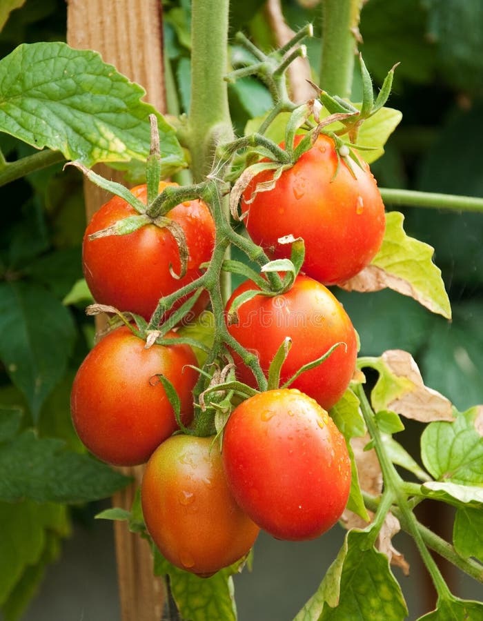 Tomatoes in the garden stock image. Image of green, rural - 16544039