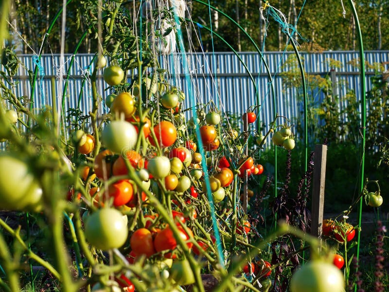 Tomatoes in a Garden in the Village Stock Image - Image of fruit ...