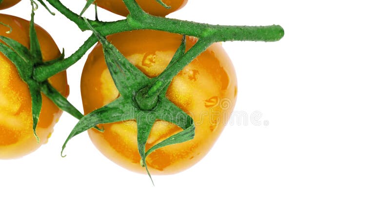 Tomatoes on the Green Branch. the View from Above Stock Photo - Image ...