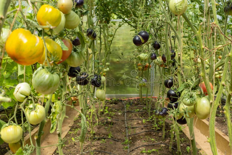 Tomatoes in the Greenhouse are Hung on a Rope Stock Image - Image of ...