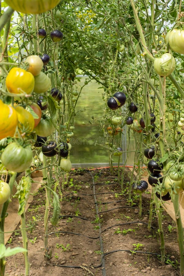 Tomatoes in the Greenhouse are Hung on a Rope Stock Image - Image of ...