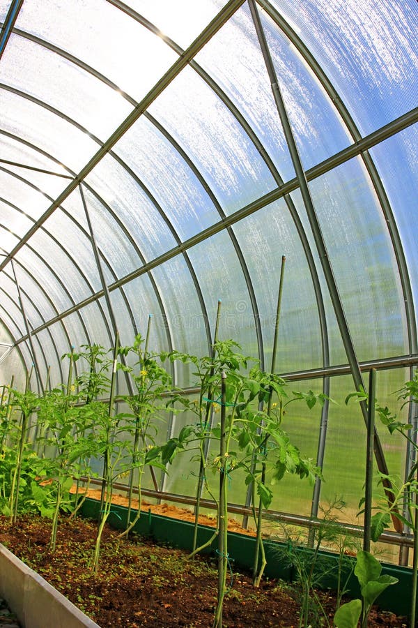 Tomatoes in a greenhouse stock image. Image of hemisphere - 31674297