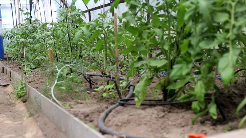 Tomatoes in the Greenhouse are Watered Using Drip Irrigation. Modern ...