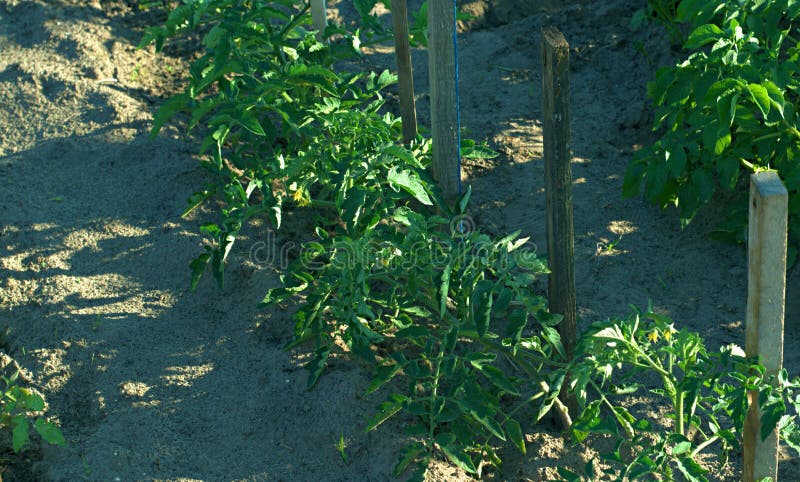 Tomatoes grow in the field stock image. Image of ground - 223193427