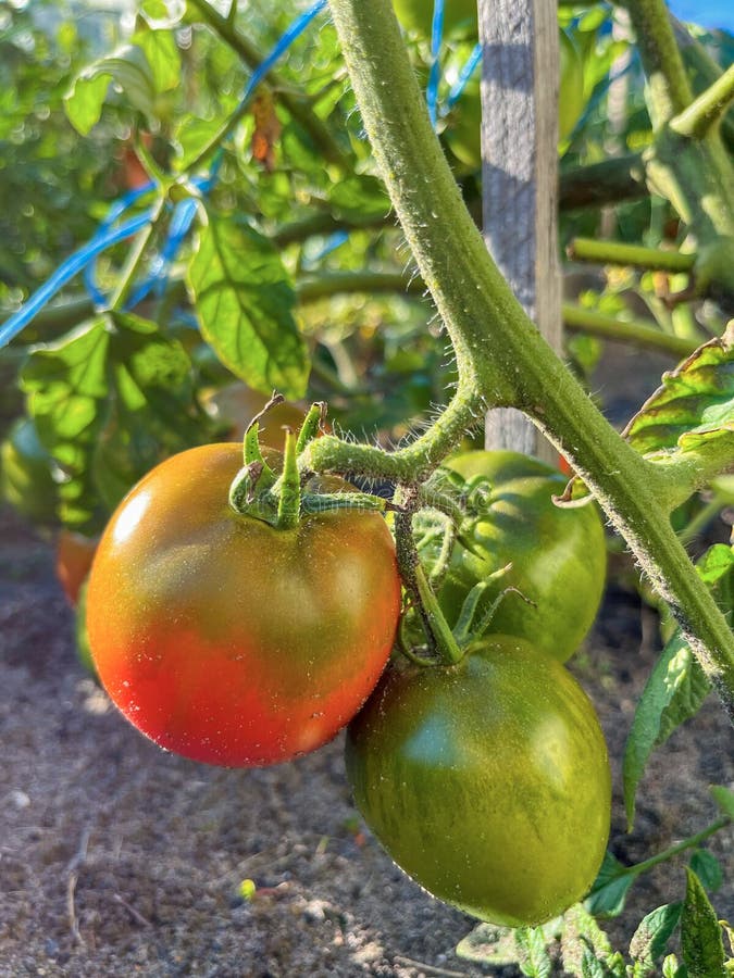 Tomatoes Grow and Ripen in the Garden on the Bed Stock Photo - Image of ...
