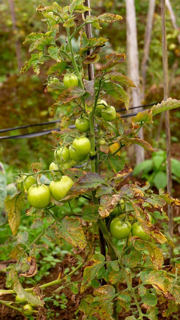 Tomatoes that are Growing and Still on the Tree Will Soon Be Harvested ...