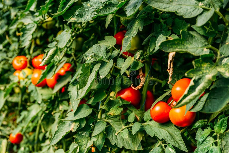 Tomatoes Growing on Vine stock image. Image of agriculture - 120553725