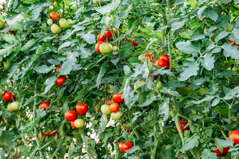 Tomatoes Growing on Vine stock photo. Image of bright - 120553562