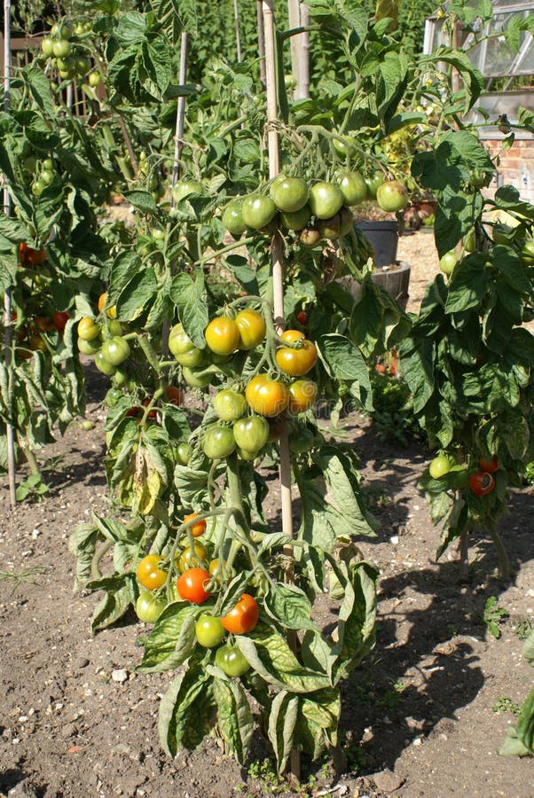 Tomatoes Growing on Vine in a Vegetable Garden Stock Image - Image of ...