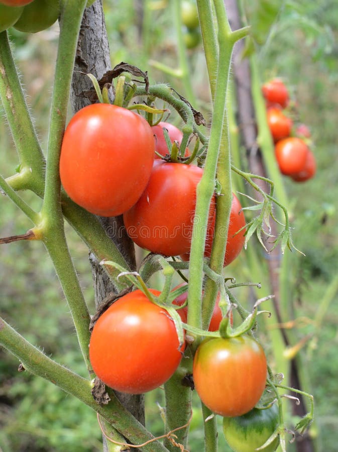 Tomatoes are Grown in the Open Ground Stock Image - Image of ...