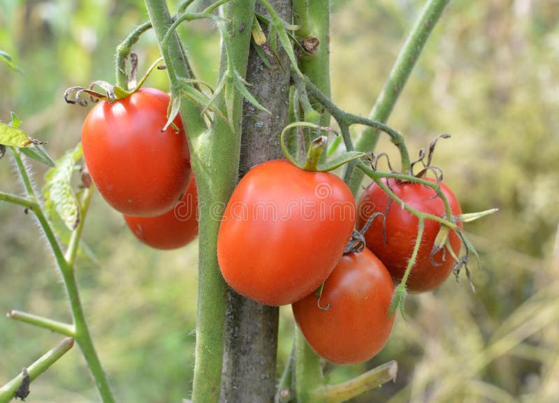Tomatoes are Grown in the Open Ground Stock Image - Image of agronomy ...