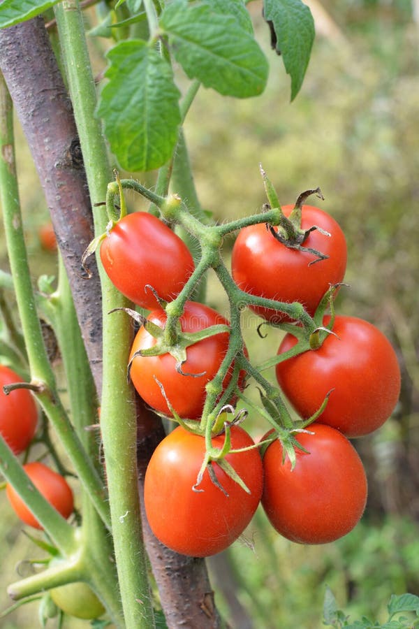 Tomatoes are Grown in the Open Ground Stock Photo - Image of gardening ...