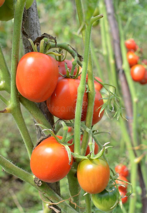 Tomatoes are Grown in the Open Ground Stock Image - Image of garden ...