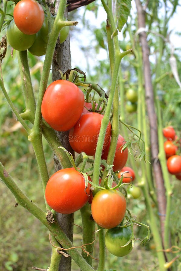 Tomatoes are Grown in the Open Ground Stock Image - Image of farming ...