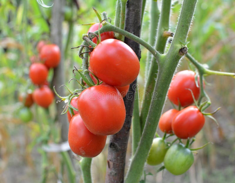 Tomatoes are Grown in the Open Ground Stock Photo - Image of ground ...