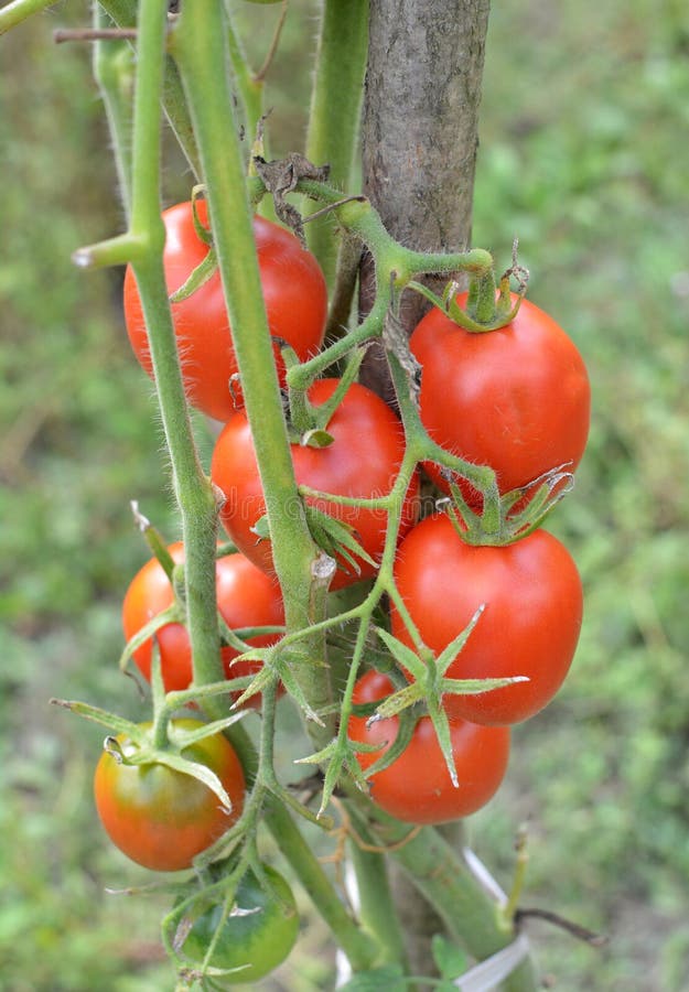 Tomatoes are Grown in the Open Ground Stock Image - Image of fresh ...