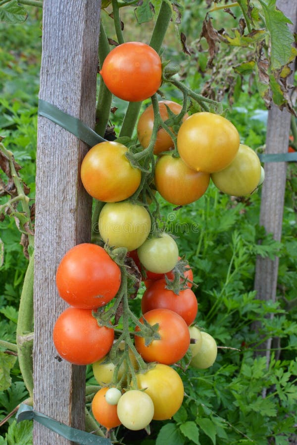 Tomatoes are Grown in the Open Ground Stock Photo - Image of colorful ...