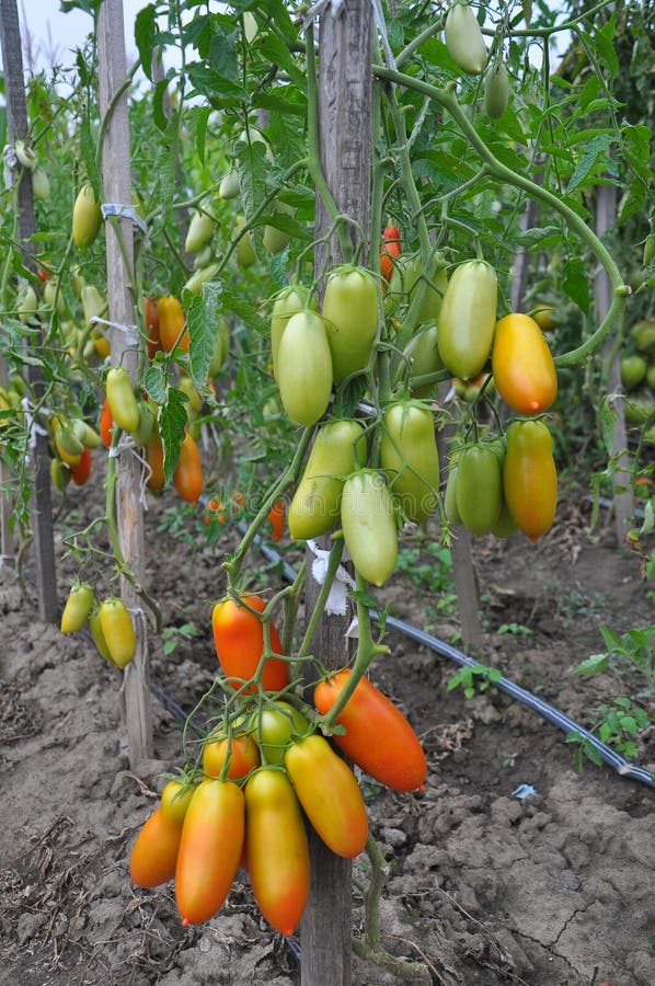 Tomatoes are Grown in the Open Ground Stock Image - Image of juicy ...