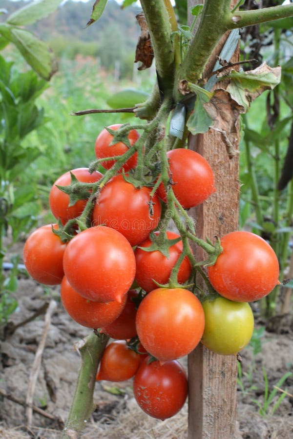 Tomatoes are Grown in the Open Ground Stock Image - Image of food ...