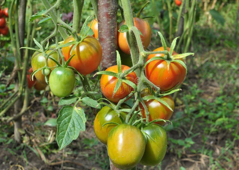 Tomatoes are Grown in the Open Ground Stock Photo - Image of juicy ...