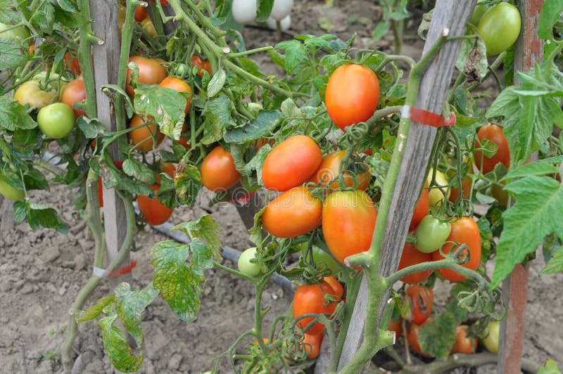 Tomatoes are Grown in the Open Ground Stock Photo - Image of garden ...