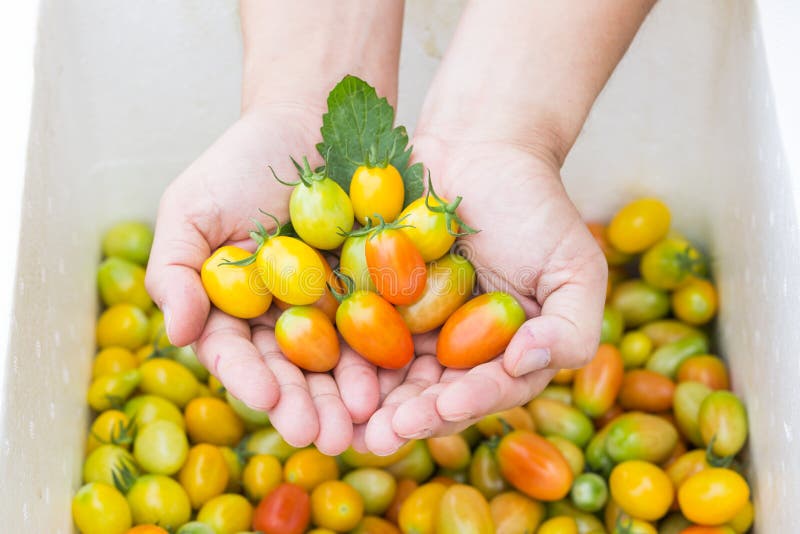 Tomatoes in hands stock image. Image of ingredient, green - 54259963