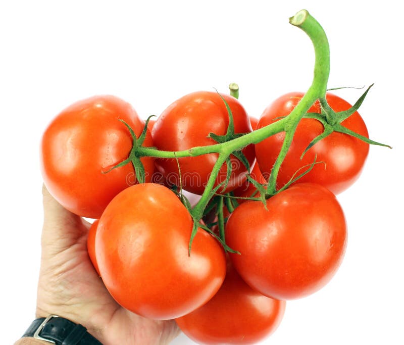 Tomatoes in the human hand stock photo. Image of nutrition - 31171842