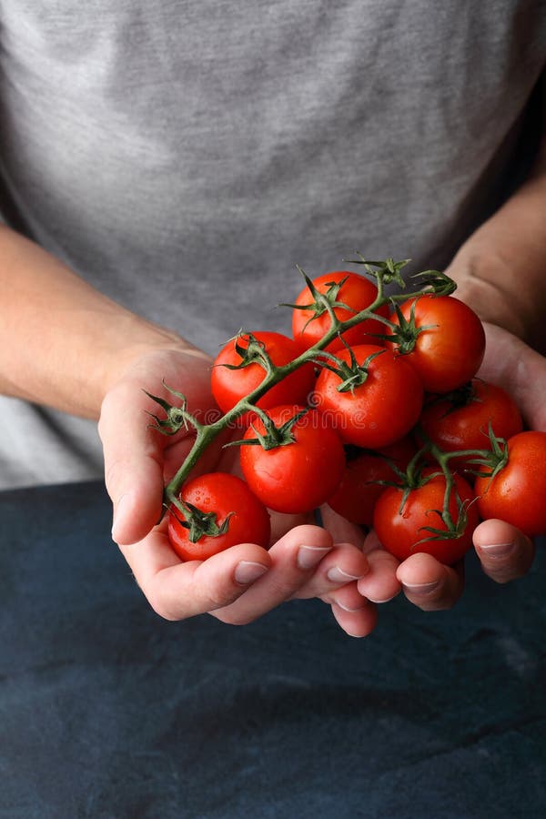 Tomatoes in human hands stock photo. Image of hand, salad - 74460524