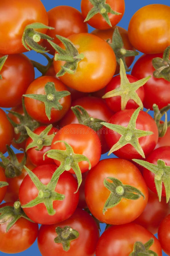 Tomatoes Isolated stock image. Image of fitness, nature - 40250413