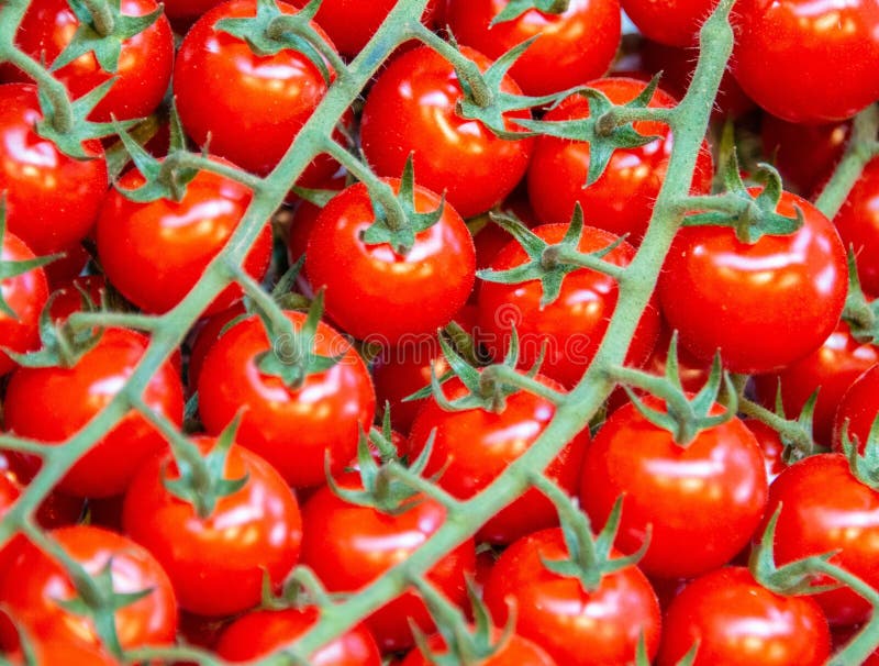 Tomatoes at the Market Display Stall Stock Image - Image of marketplace ...
