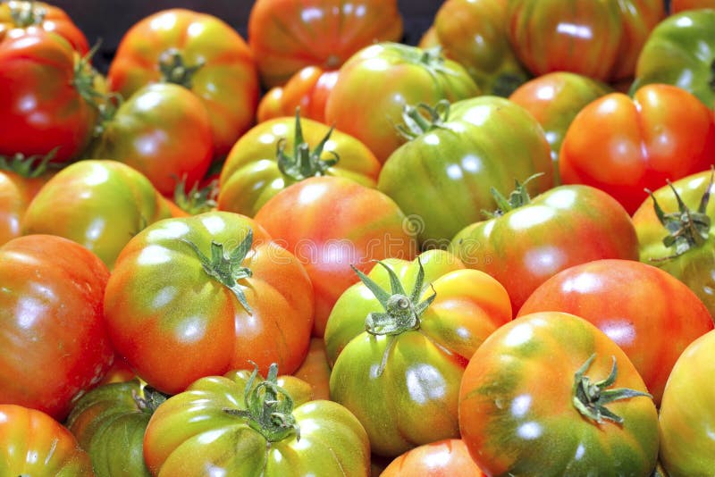Fresh Red Mini Pear Tomatoes. Harvested Pear Tomatoes Stock Photo ...