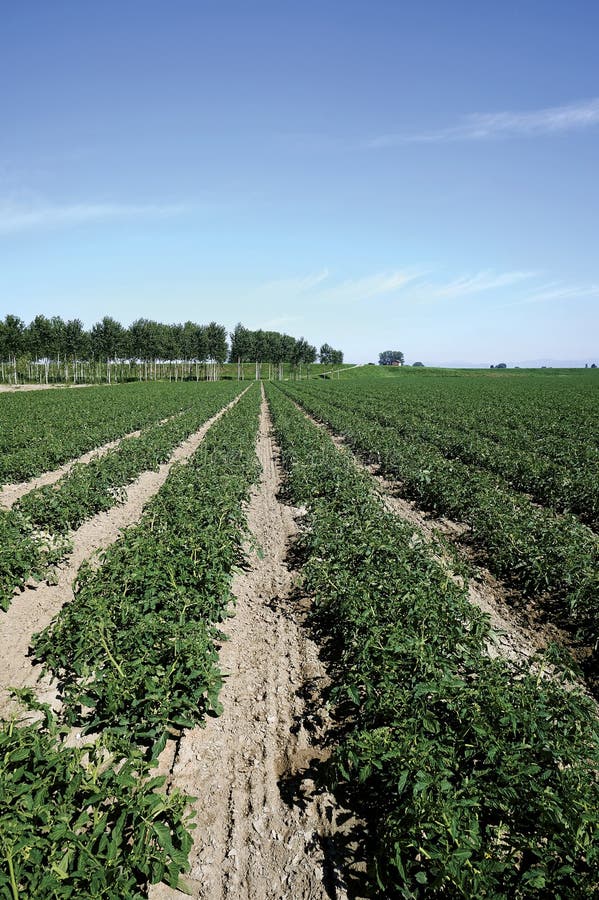 Tomatoes stock photo. Image of food, farm, countryside - 187845674