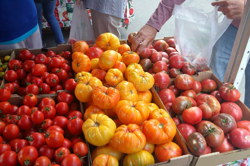 Tomatoes at open market stock image. Image of plant - 128087781