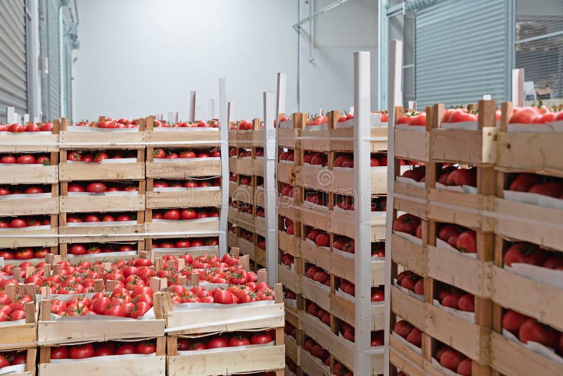 Tomato Storage stock photo. Image of fruits, boxes, food - 166318094